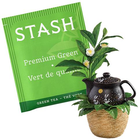 Stash Green Tea Premium 18ct – Something Better Natural Foods